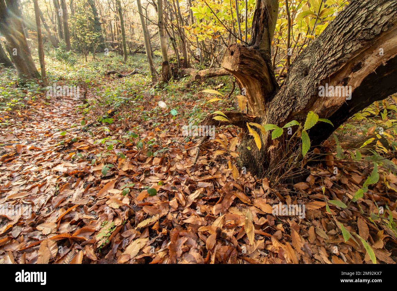 Natural close up semi-abstract patterns and textures in the environment ...
