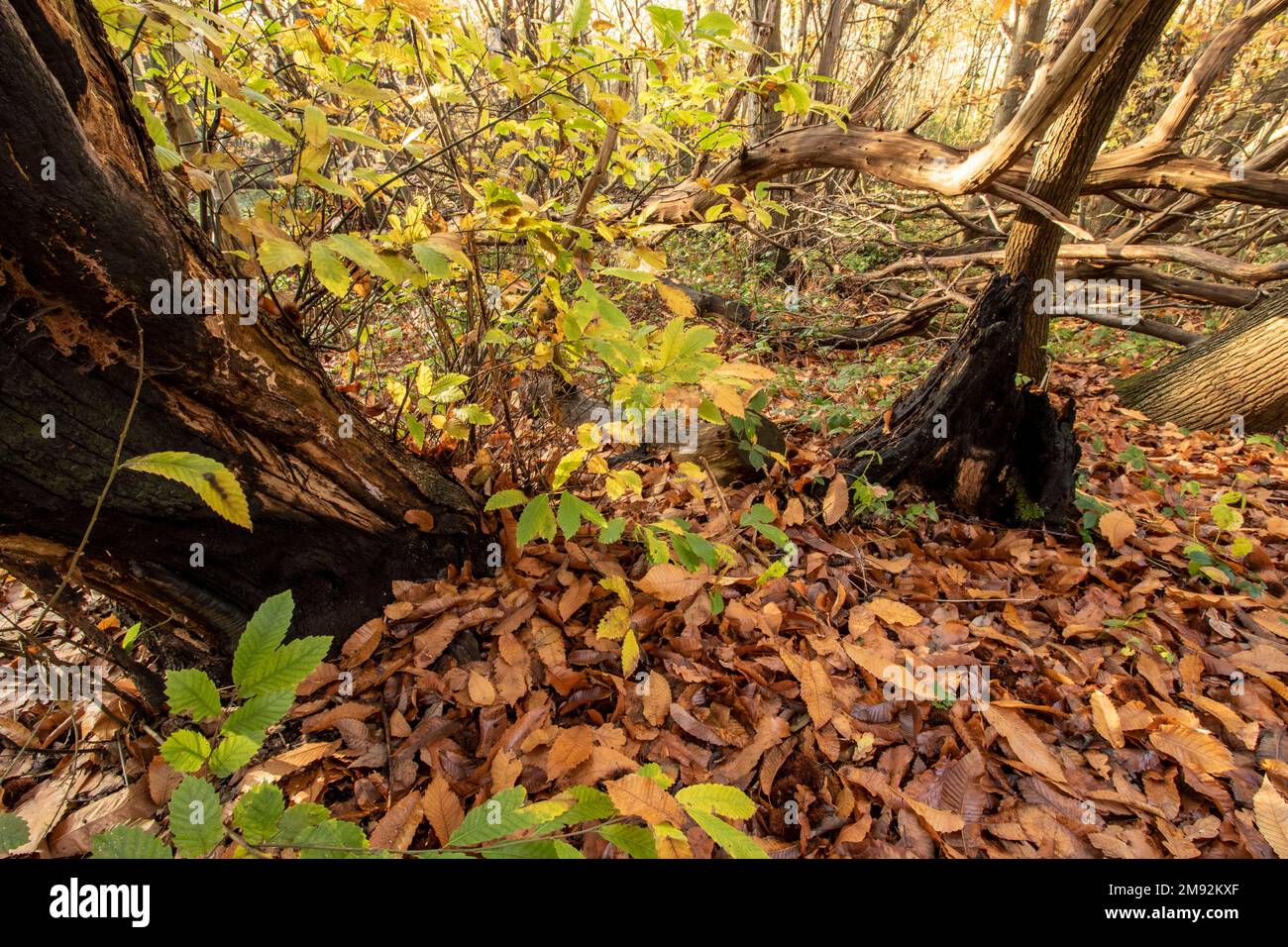 Natural close up semi-abstract patterns and textures in the environment ...