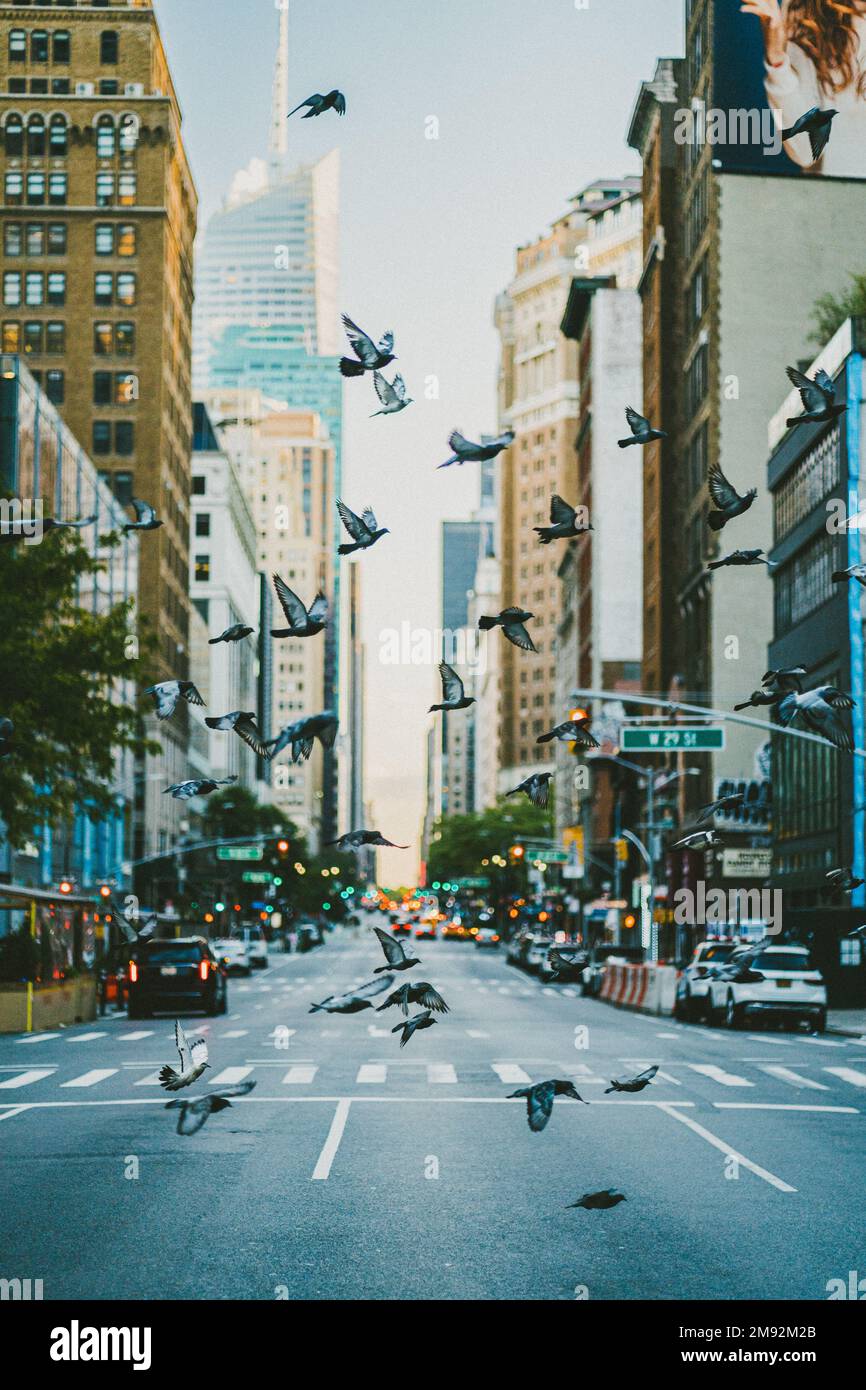 Flock of birds flying over asphalt road near modern buildings and ...