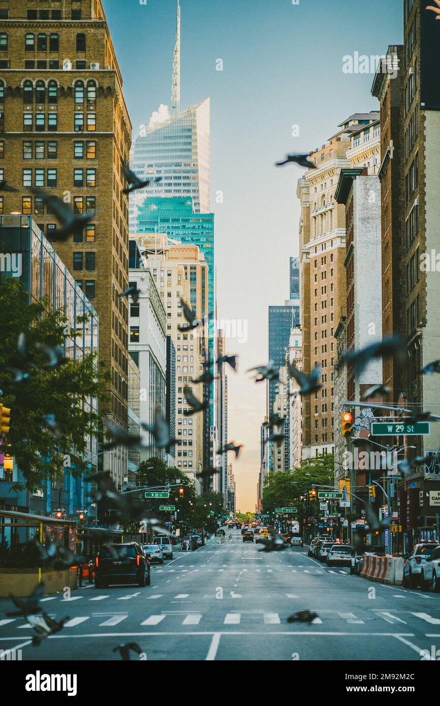 Flock of birds flying over asphalt road near modern buildings and ...