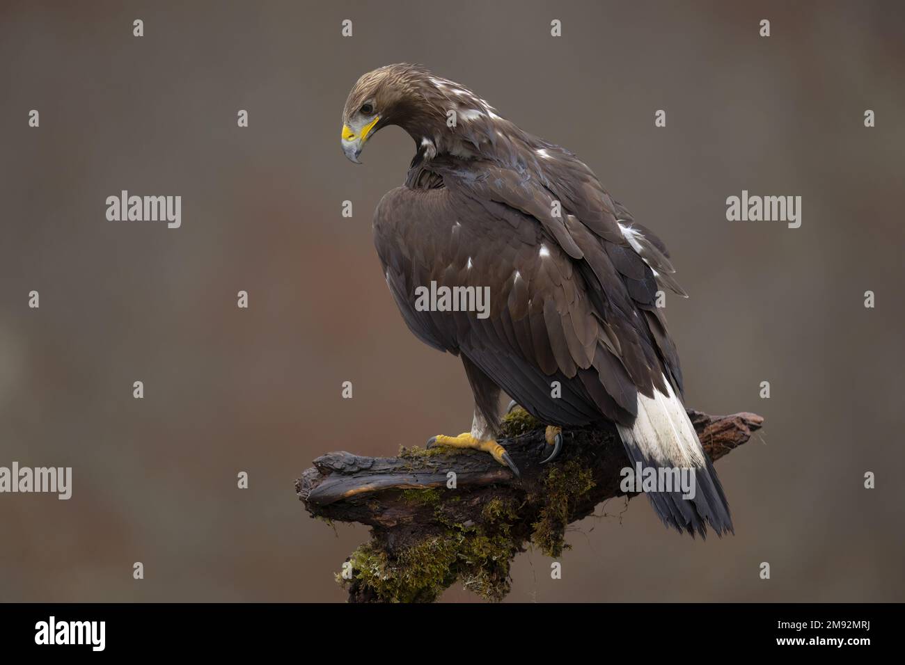 Aquila Chrysaetos predatory bird with brown feathers and yellow beak ...