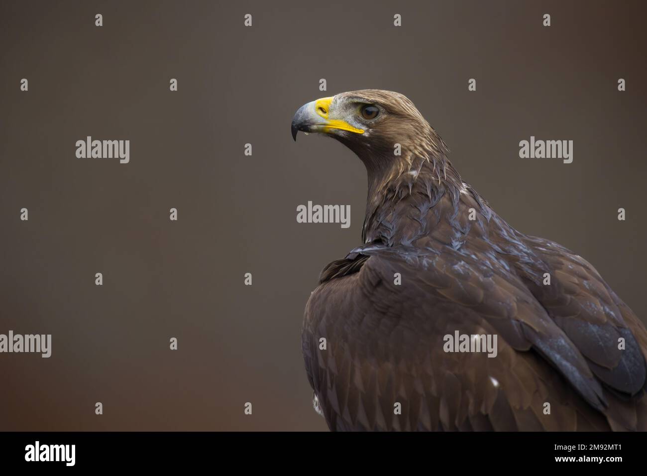 Aquila Chrysaetos predatory bird with brown feathers and yellow beak ...