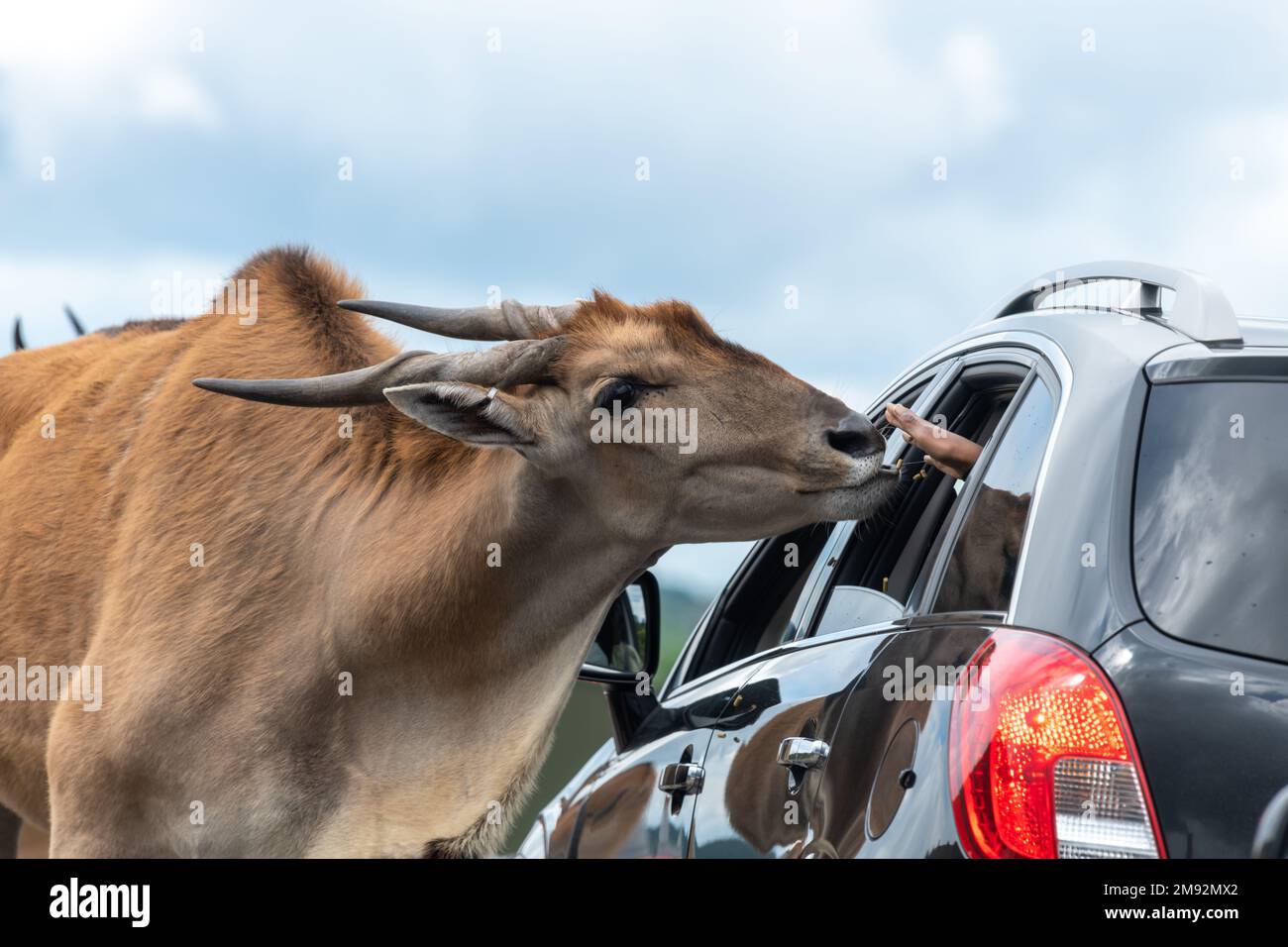 Close up of a common eland (taurotragus oryx) looking into a car window ...
