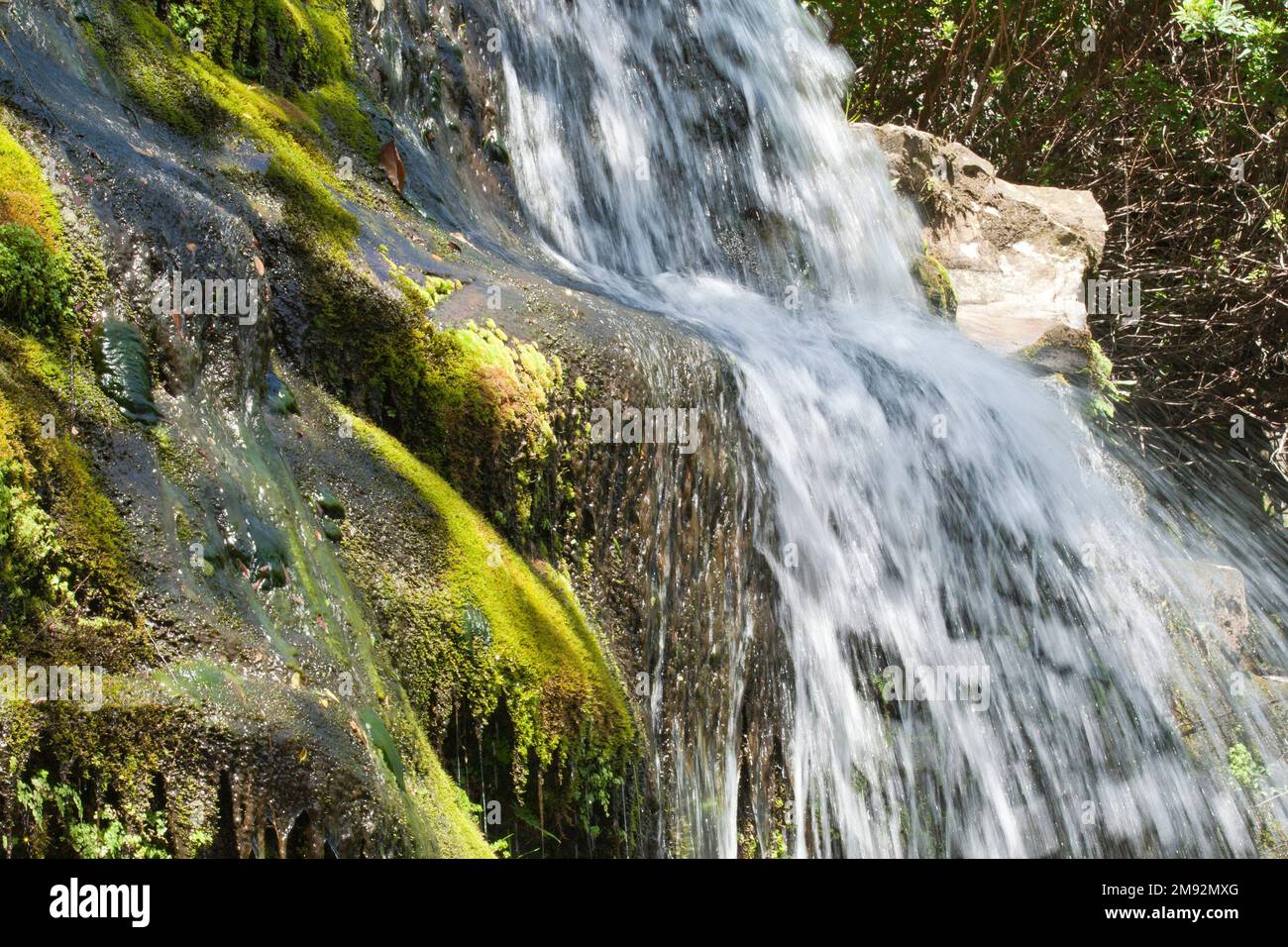 BIG ISLAND-HAWAII-17-06-2104. Mosses on rocks are seen next to ...