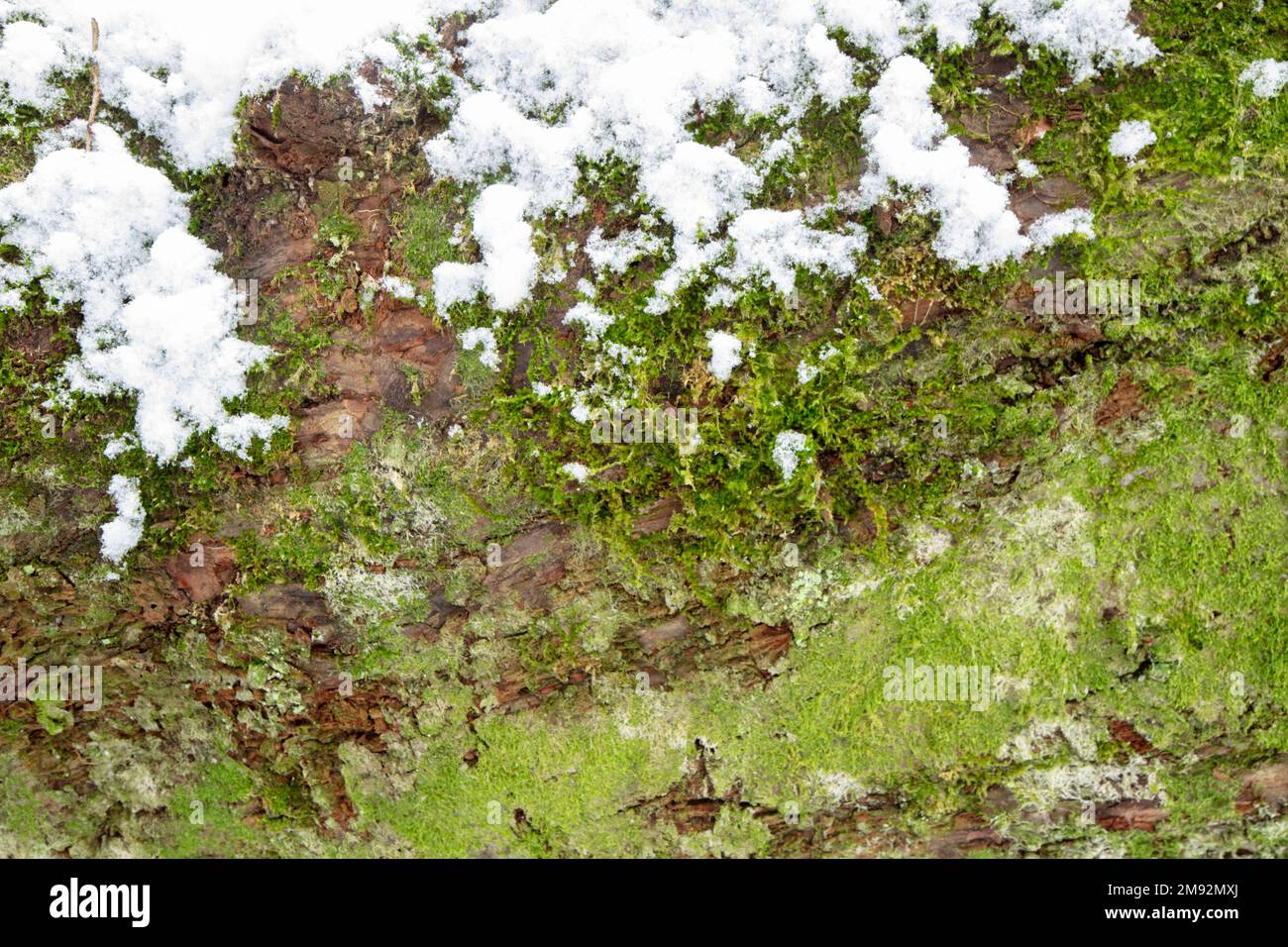 Very close up natural abstract plant portrait showing textures and ...