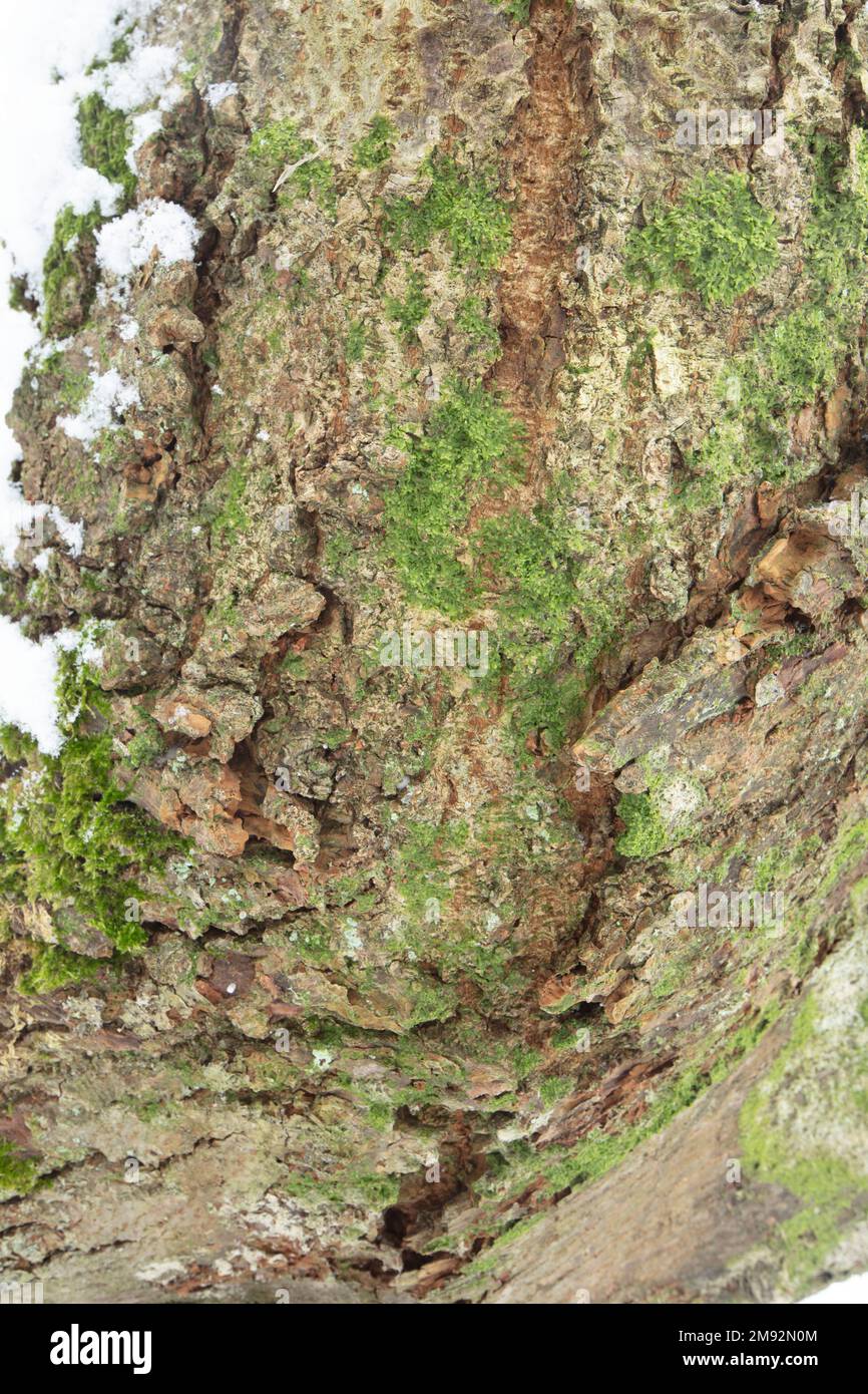 Very close up natural abstract plant portrait showing textures and ...