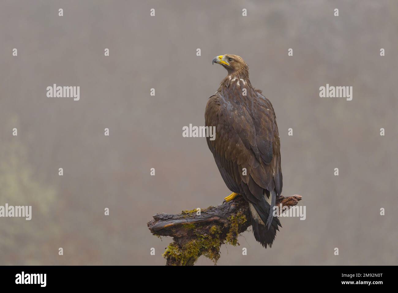 Aquila Chrysaetos predatory bird with brown feathers and yellow beak ...