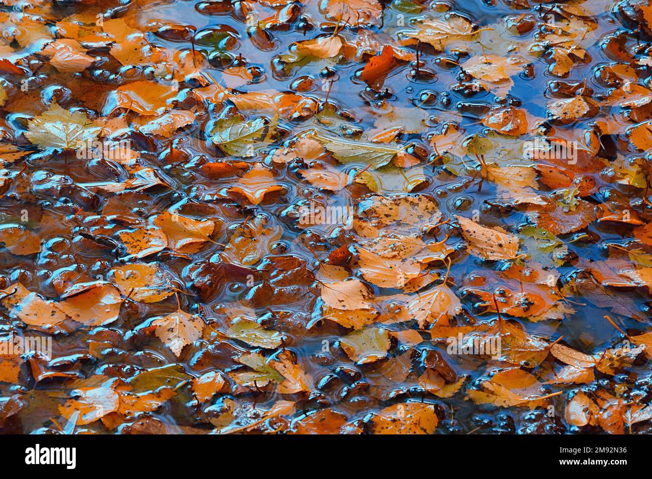 Closeup of multicolored autumn leaves floating in transparent water in ...