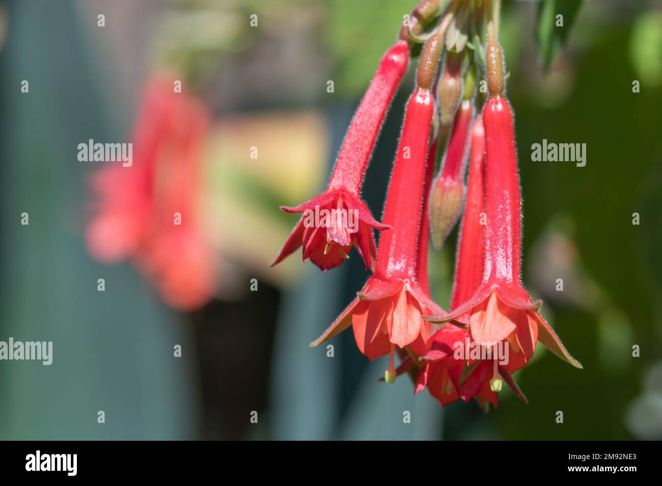 Cultivated fuchsias hi-res stock photography and images - Alamy