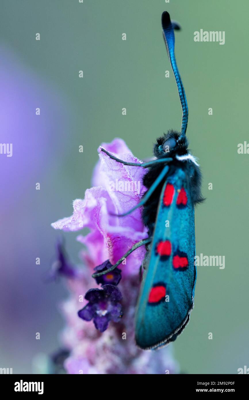 Six bright red spots hi-res stock photography and images - Alamy