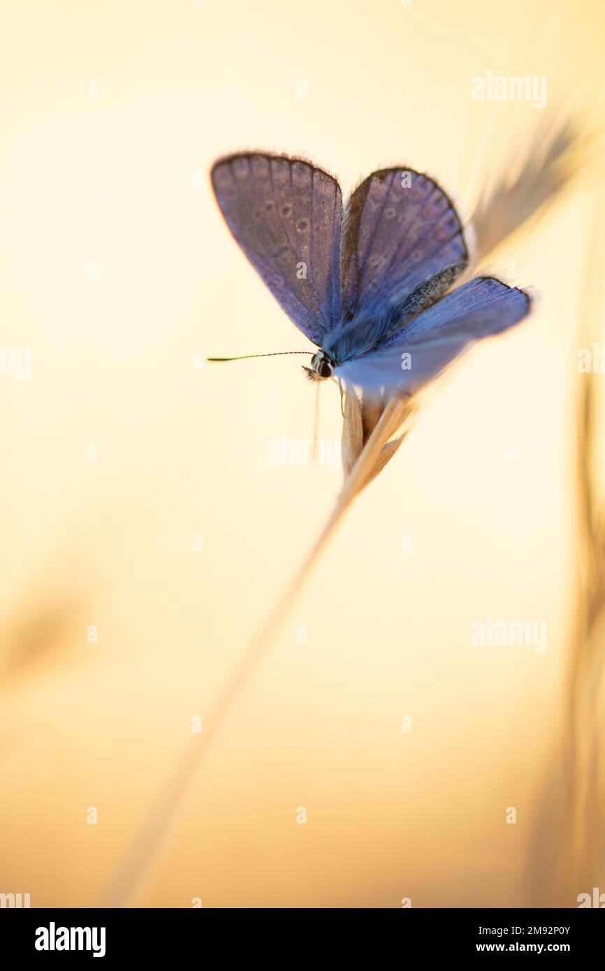 Gentle male European common blue butterfly sitting on rye spikelet ...