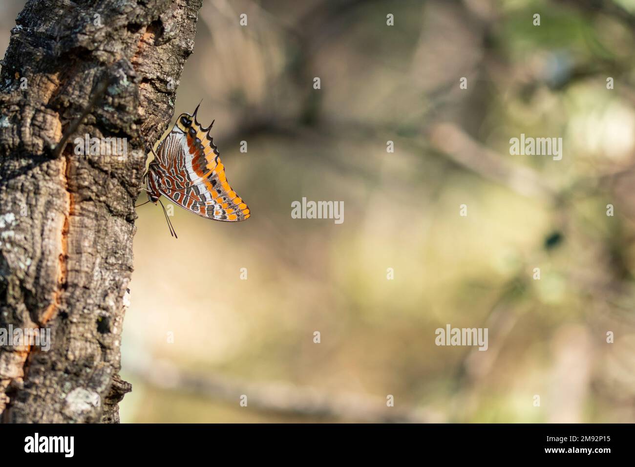 Closeup of two tailed pasha butterfly with ornamental wings sitting on ...