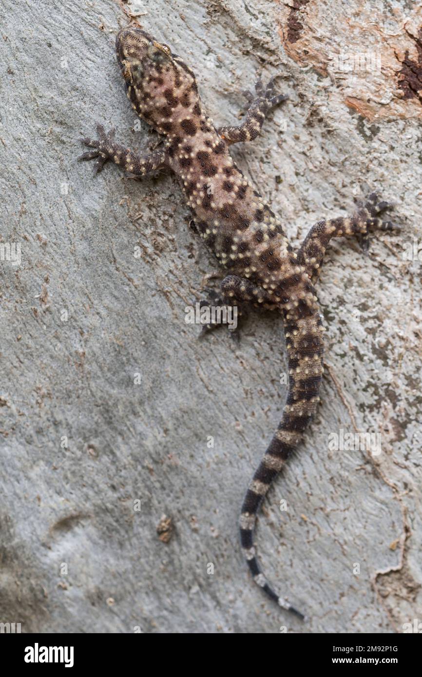 From above full body closeup of Turkish gecko with spotted skin ...