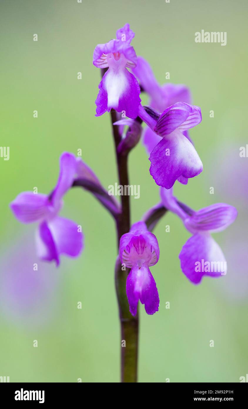 Closeup of bright purple orchis champagneuxii flower with green stem ...