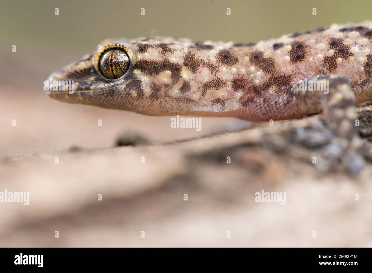 Closeup side view of wild gecko lizard with spotted body crawling on ...