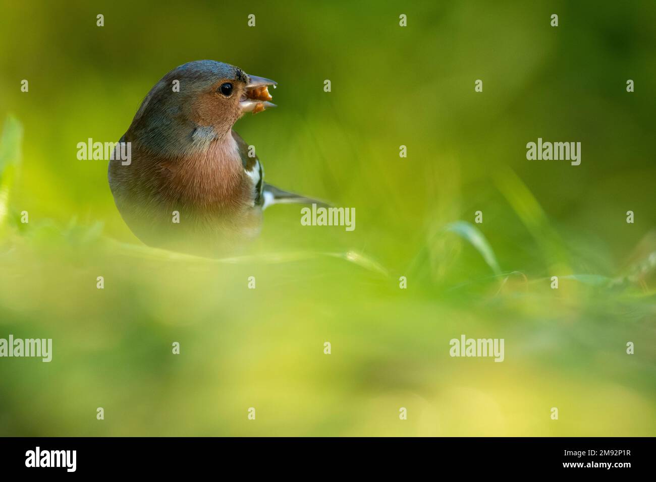Little bird rest on grass hi-res stock photography and images - Alamy
