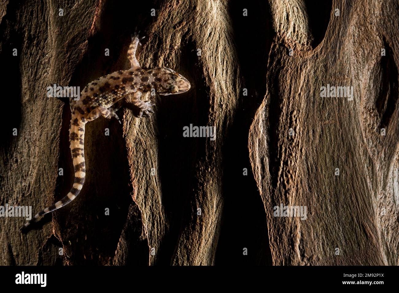 Full body closeup of Turkish gecko with spotted skin crawling on rough ...