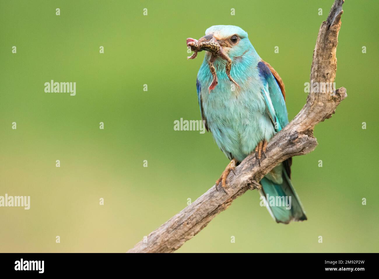 Small blue Coracias Garrulus bird sitting on tree branch and eating ...