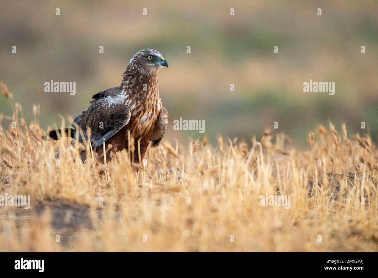 Wild Circus Aeruginosus with brown feathers standing on dry grassy ...