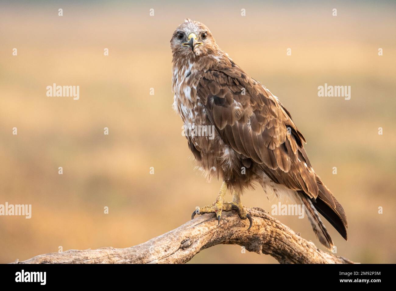 Predatory medium sized bird with brown plumage standing on three twig ...