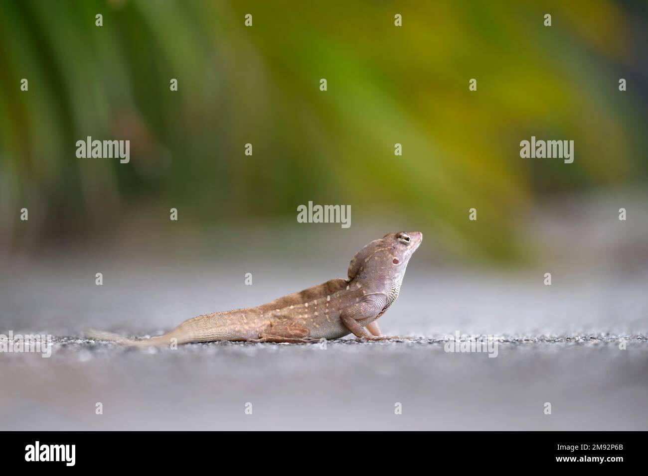 Macro closeup of blown alone lizard warming on summer sun. Anolis ...