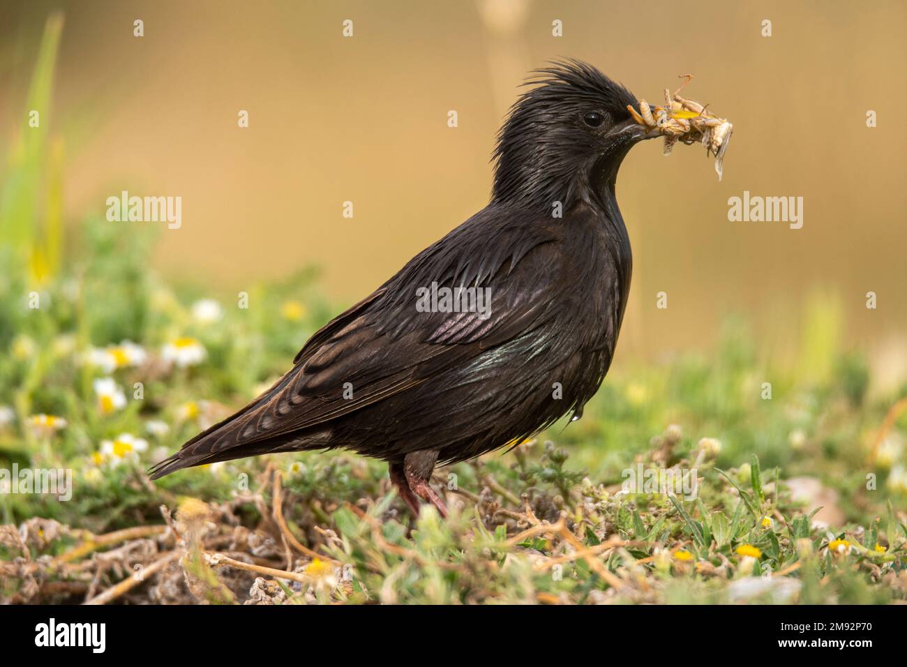 Adorable black bird with insect in beak walking on grassy ground ...