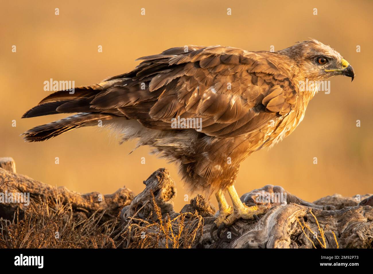 Predatory medium sized bird with brown plumage standing against ...