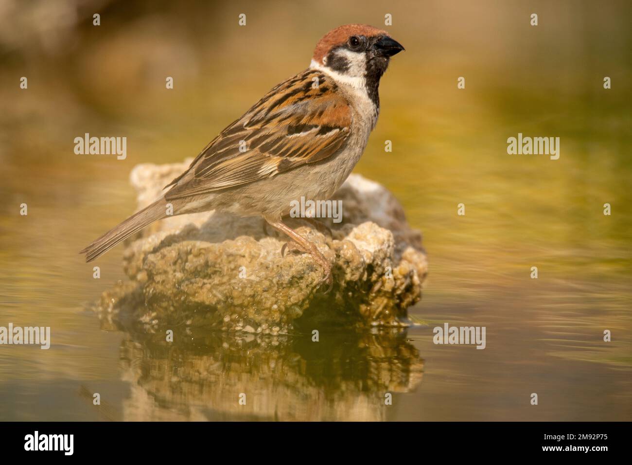 Adorable brown colored bird sitting on rock near puddle with reflection ...