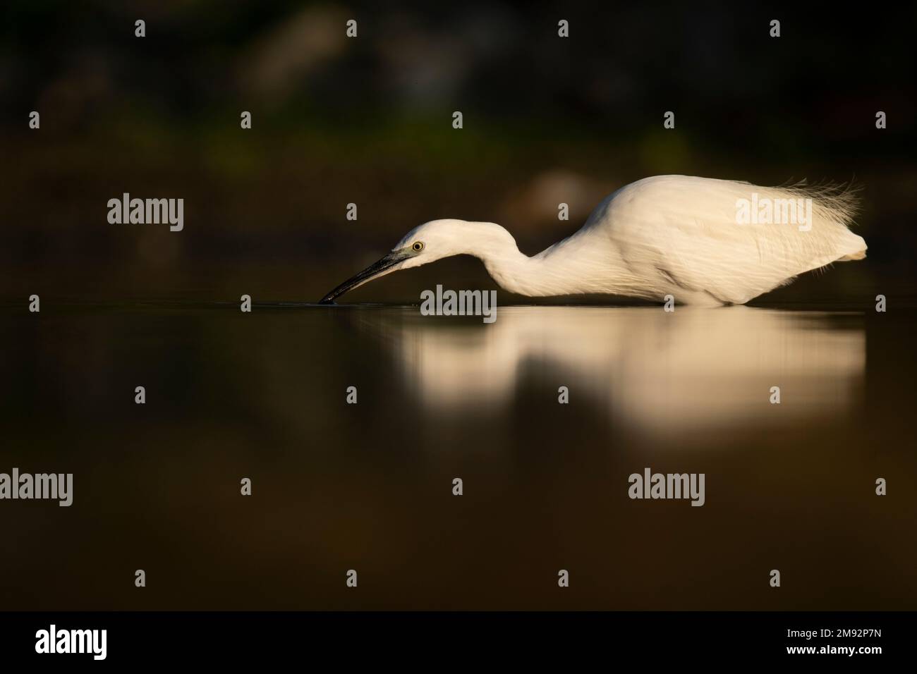 Side view of adorable white little egret preying fish in lake with ...