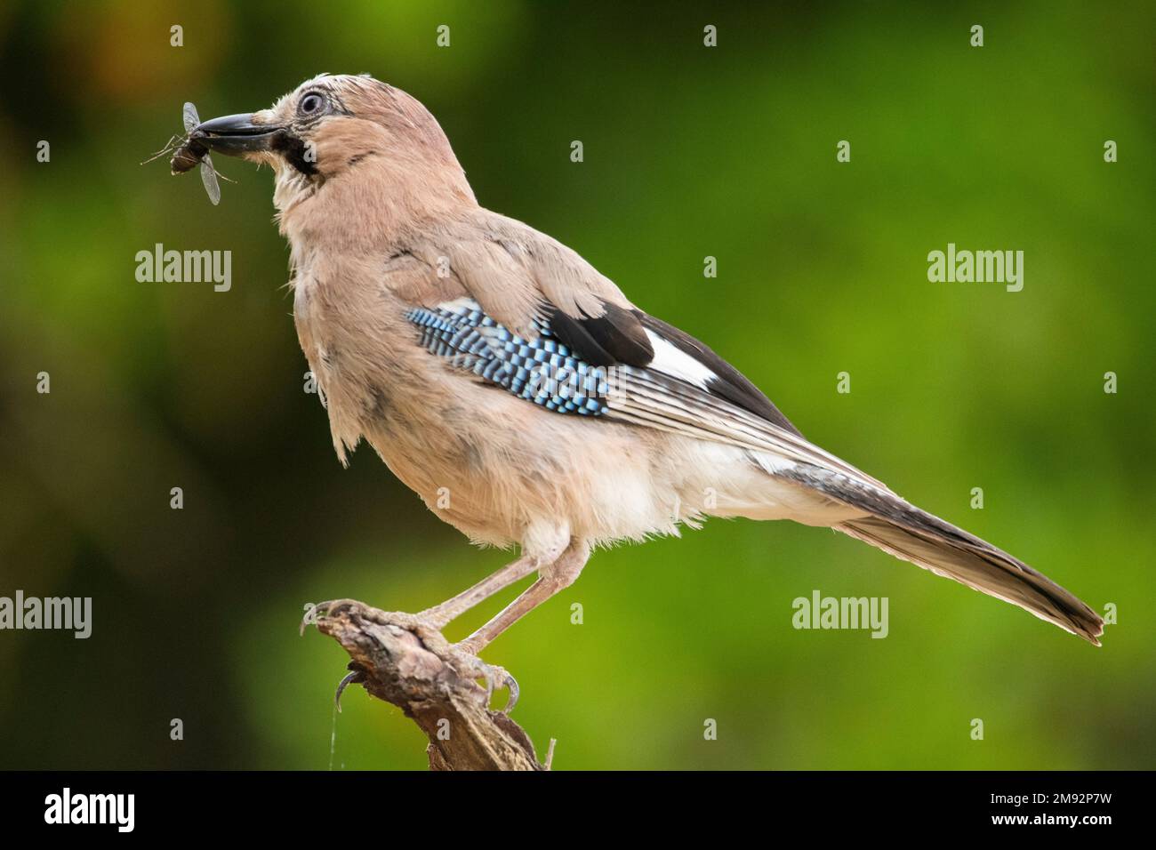 Full body side view of cute Eurasian jay with pinkish brown plumage ...