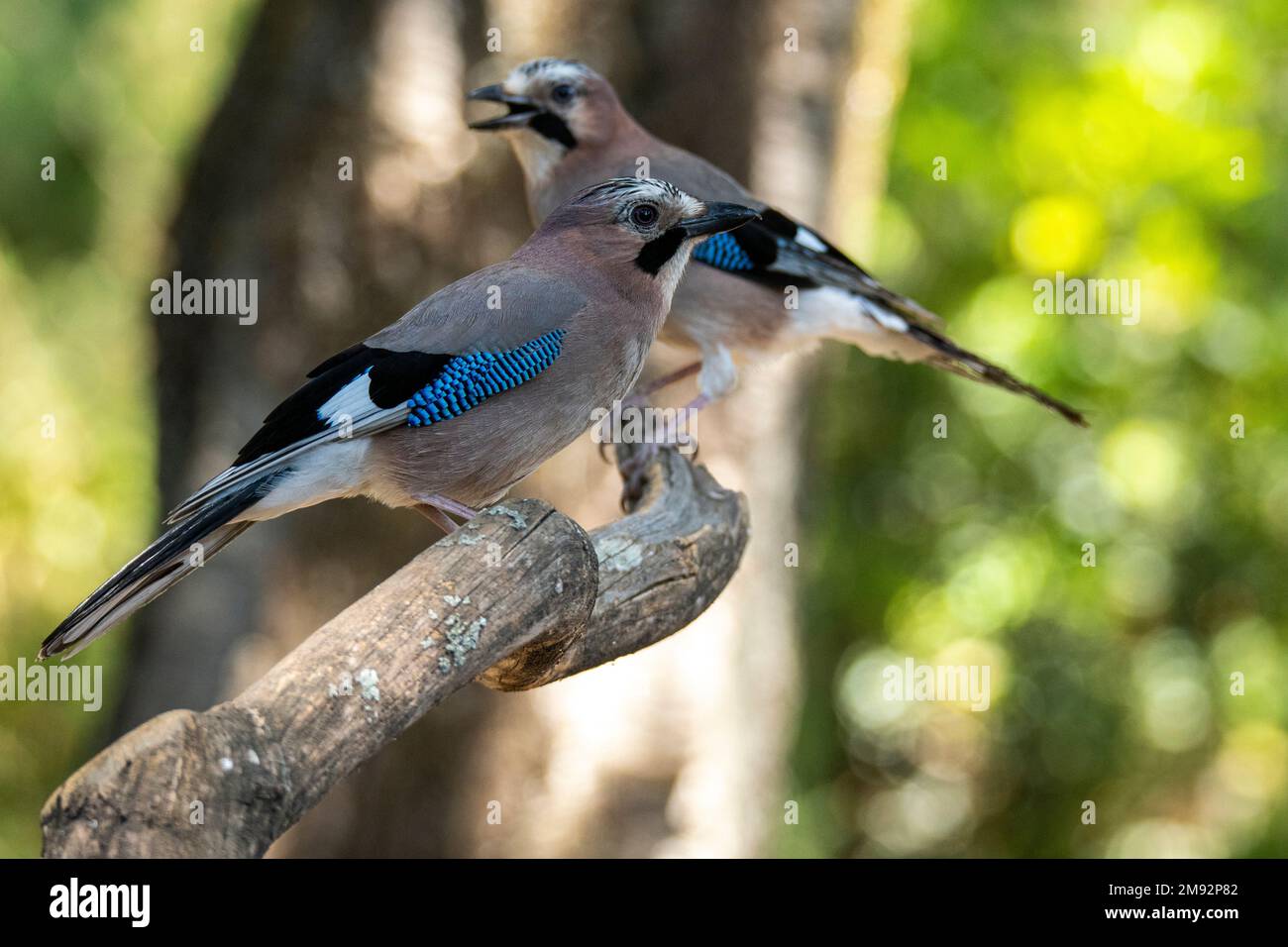 Side view of adorable Eurasian jays perching side by side on tree ...