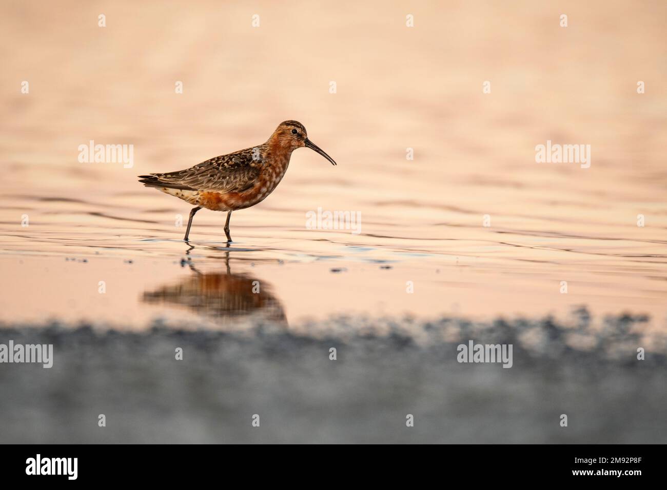 Side view of Curlew Sandpiper with long beak foraging in shallow water ...