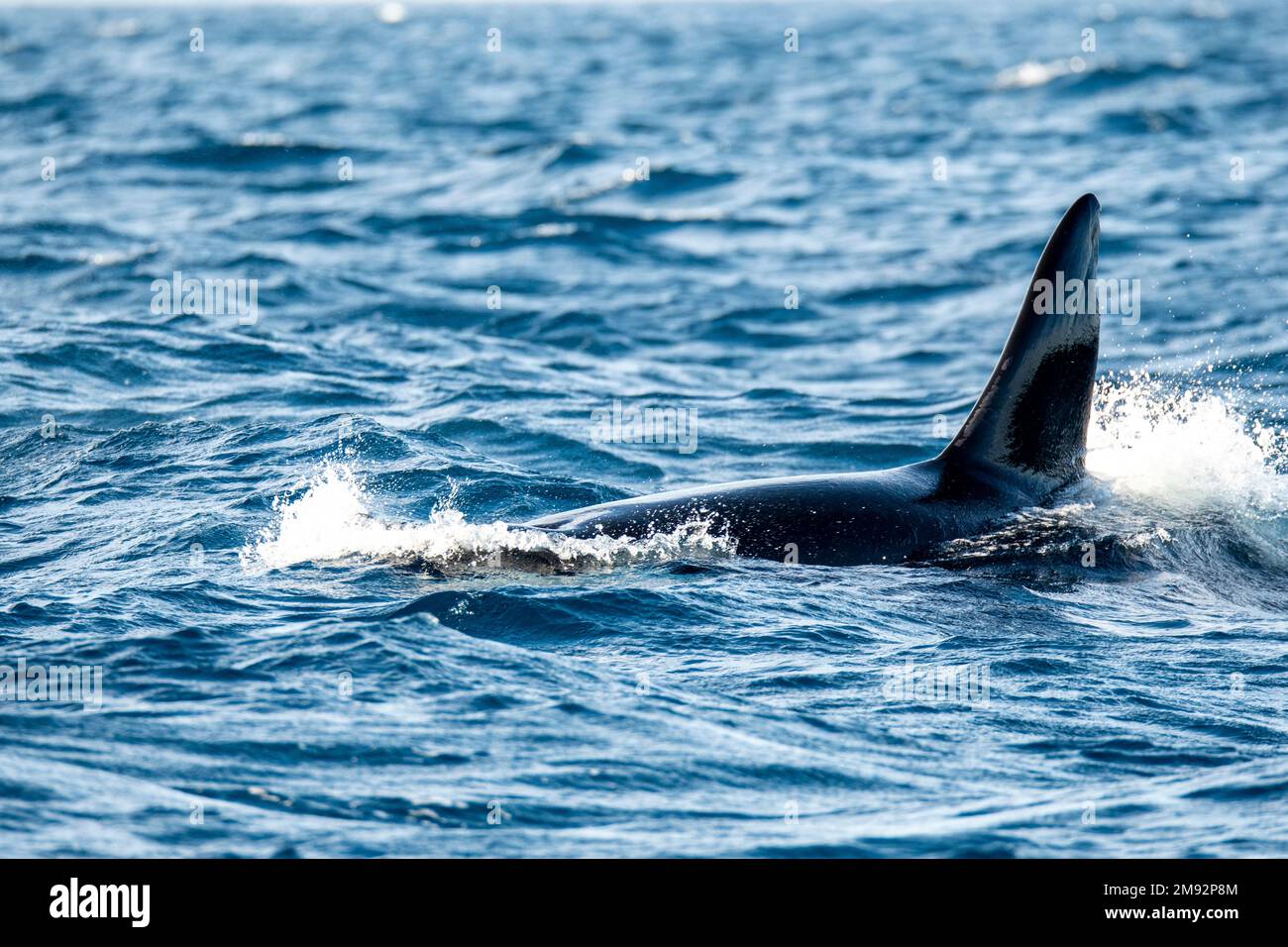 Side view of killer whale swimming in blue rippling sea water during ...