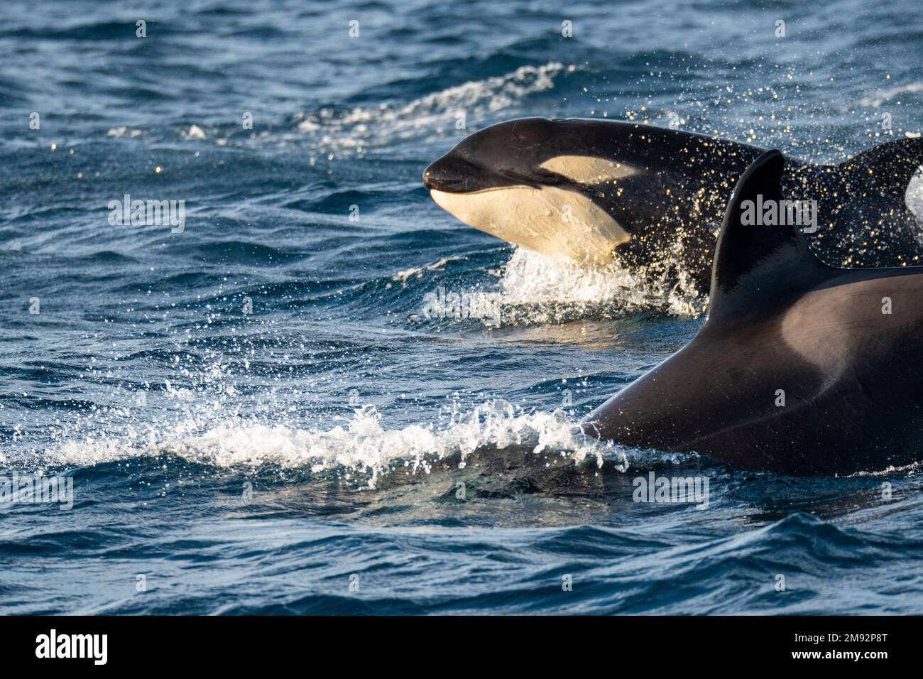 Side view of killer whale swimming in blue rippling sea water during ...