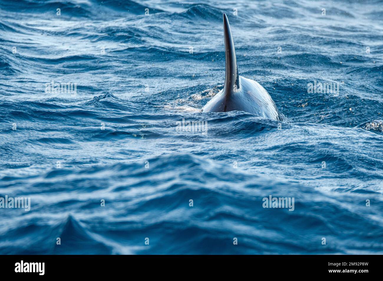 High angle view of sea dolphin swimming in blue water on sunny summer ...