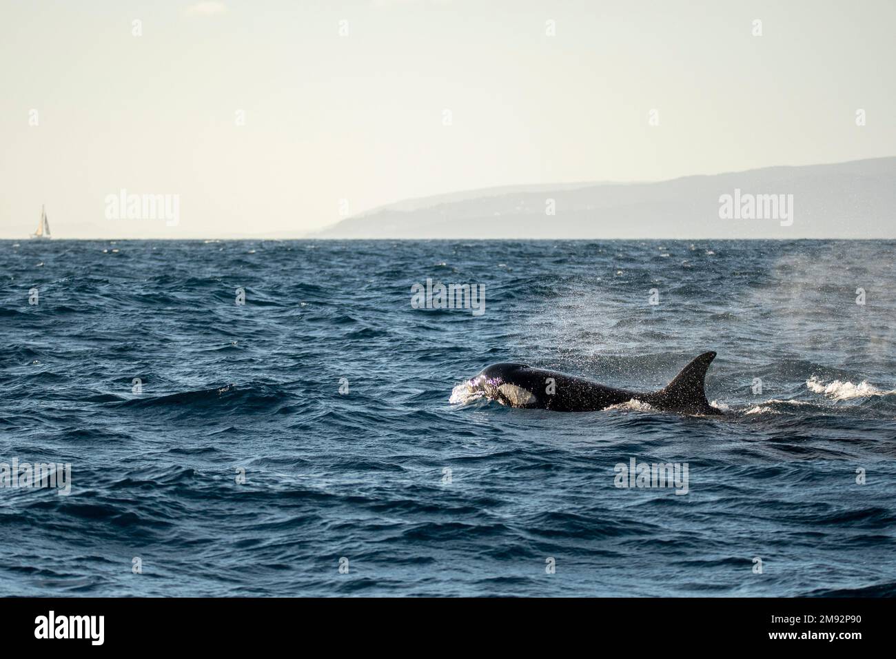 Side view of killer whale swimming in blue rippling sea water during ...