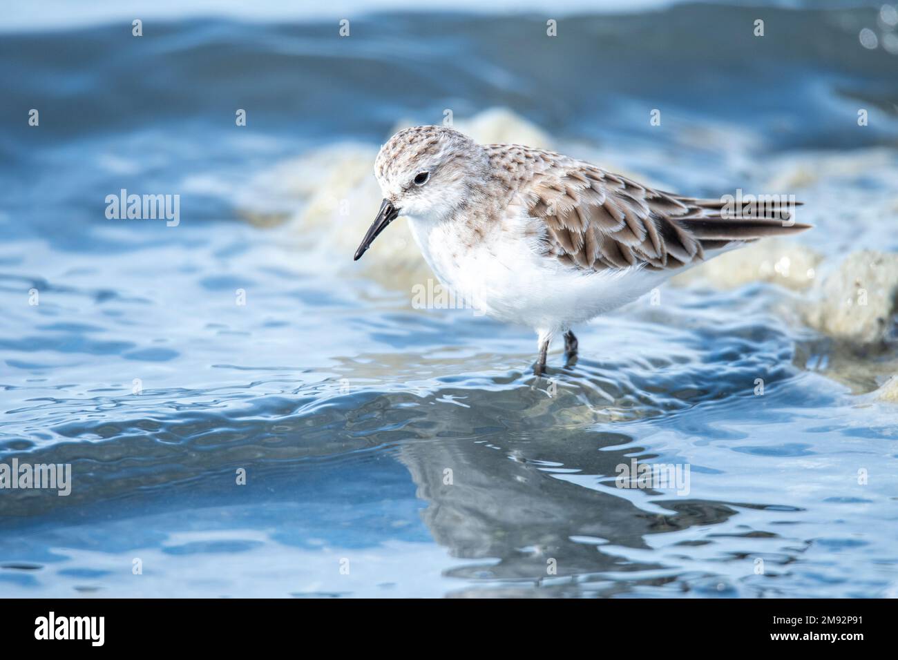 Side view of little sandpiper with brown and gray plumage and long beak ...
