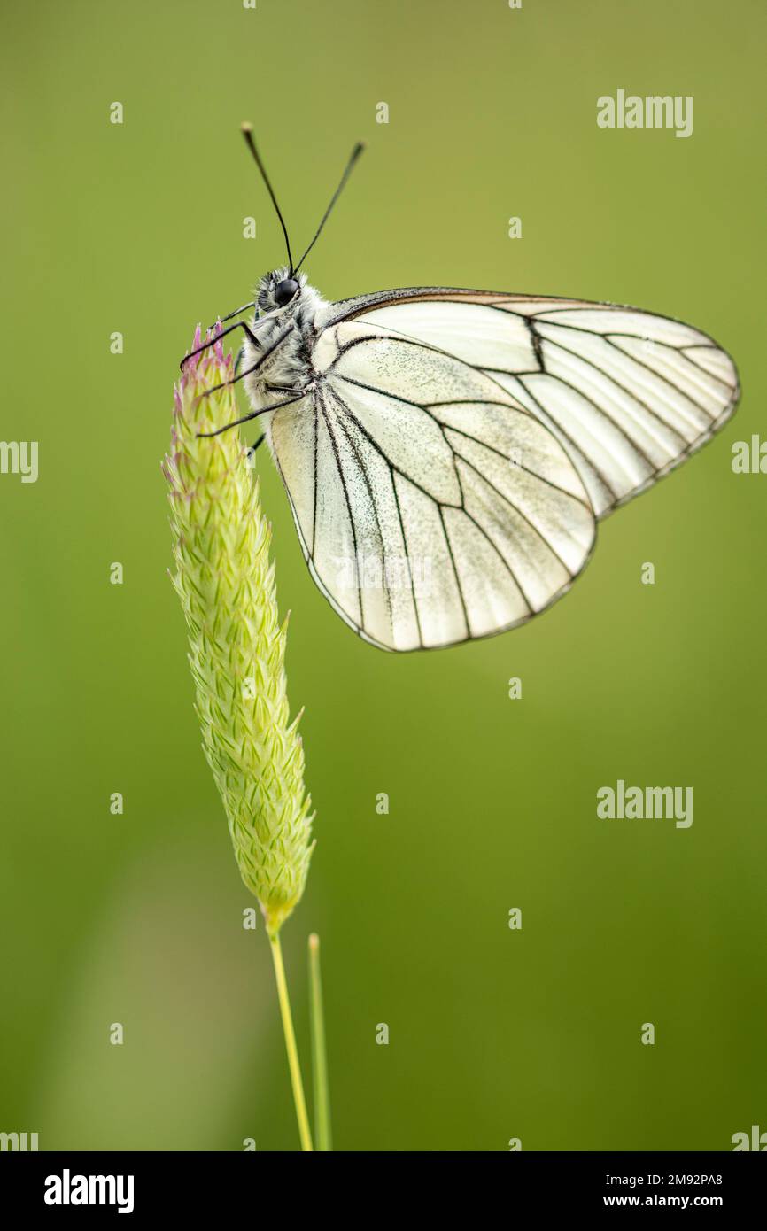 Closeup of small white Aporia crataegi butterfly sitting on green plant ...