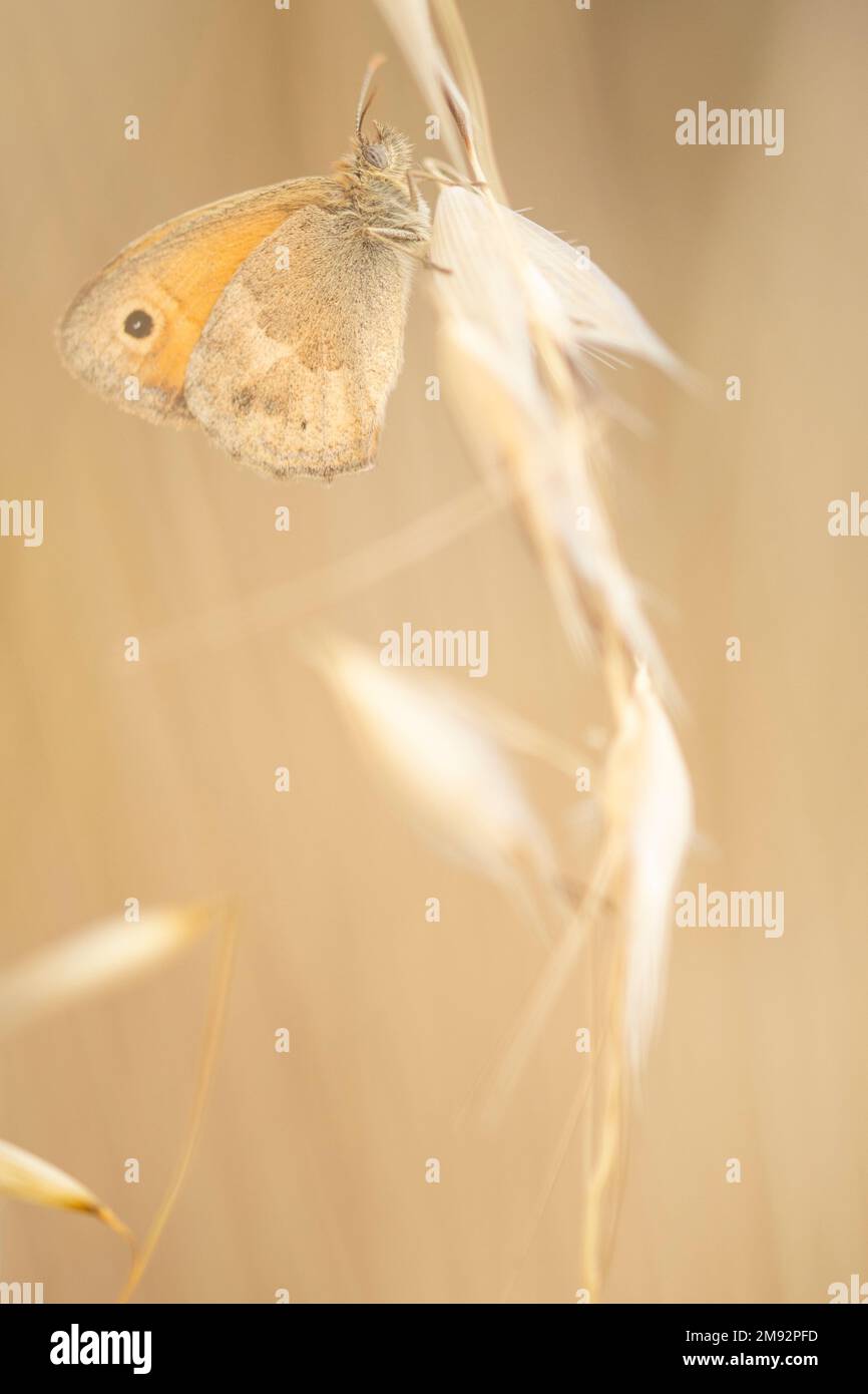 Closeup of small Hyponephele lycaon butterfly sitting on thin stem in ...