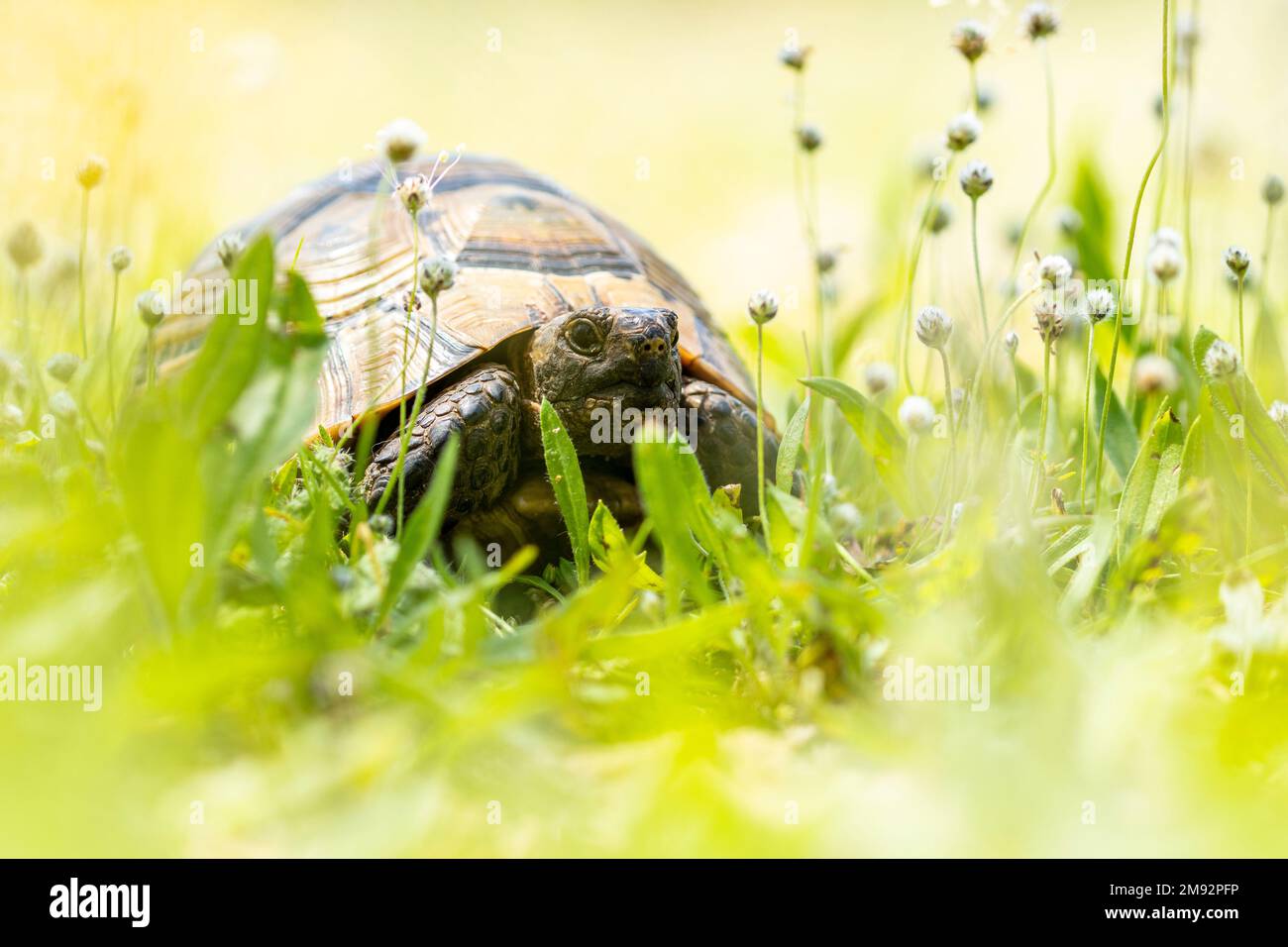 Wild Moorish tortoise standing on green grass with small flowers on ...