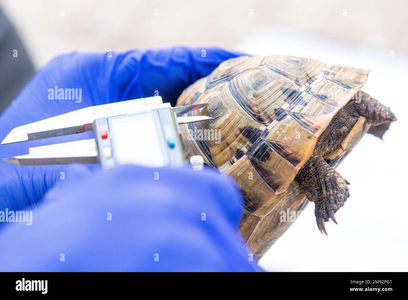 Crop anonymous veterinarian in blue gloves with electronic digital ...
