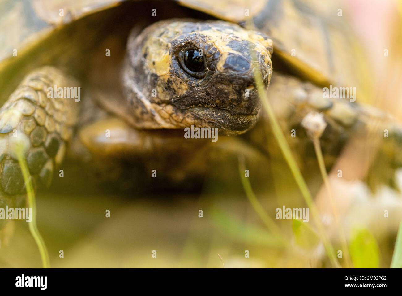 Close up of wild Moorish tortoise standing on green grass with small ...