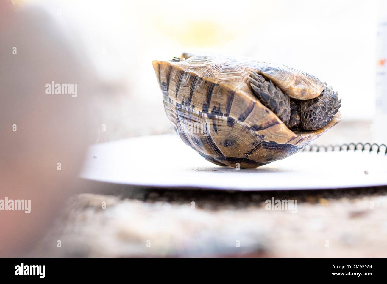 Small Moorish tortoise placed on scales during session for measuring ...