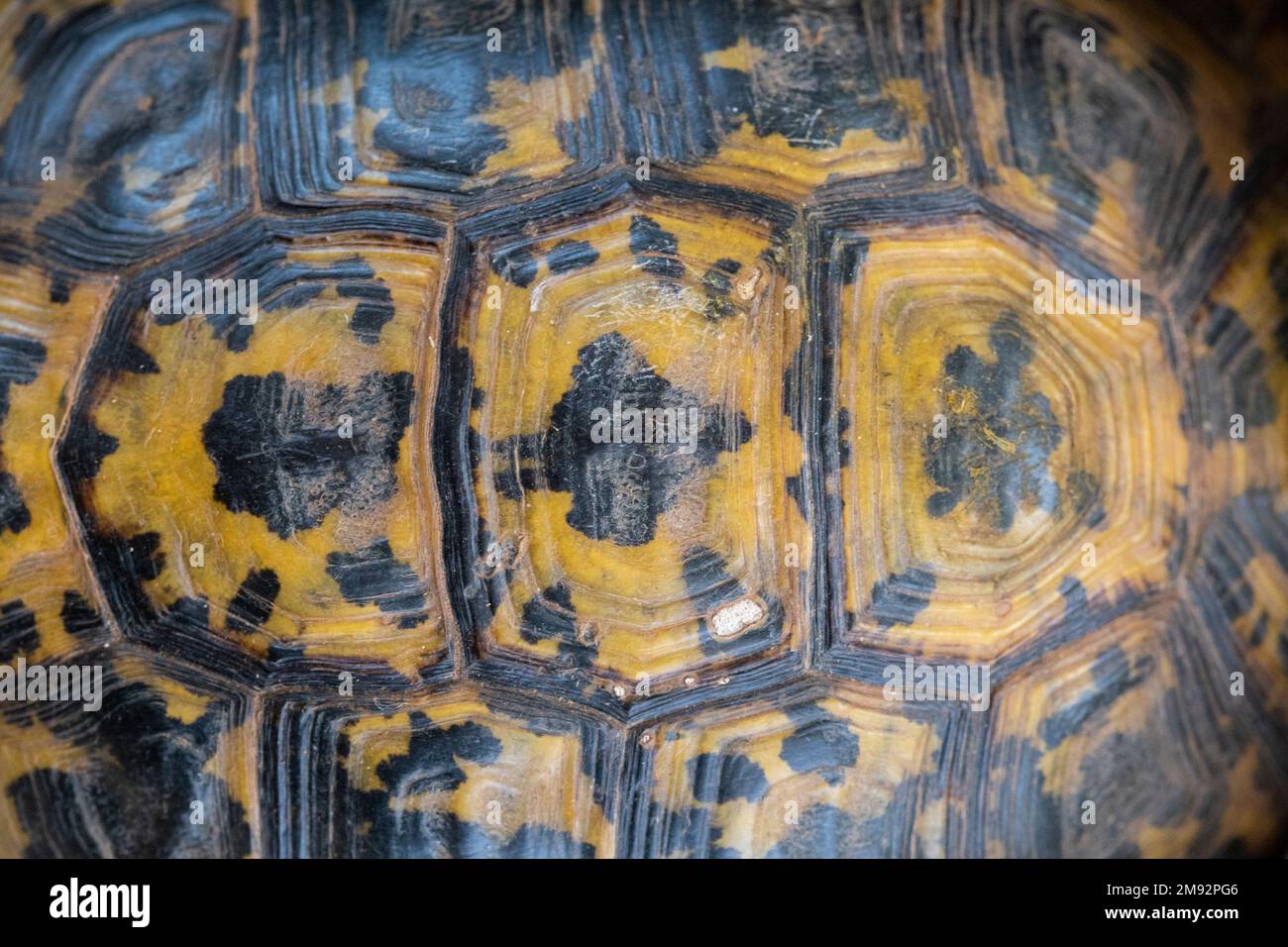 From above closeup of shabby different sized ornamental shell pattern ...