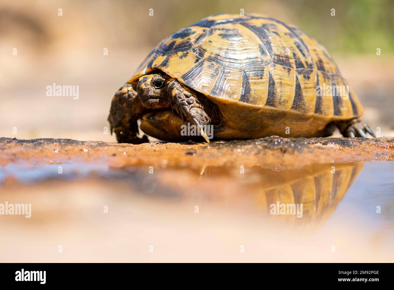 Wild Moorish tortoise crawling on sandy ground near water and ...