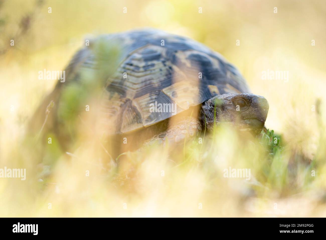 Moorish tortoise hi-res stock photography and images - Alamy