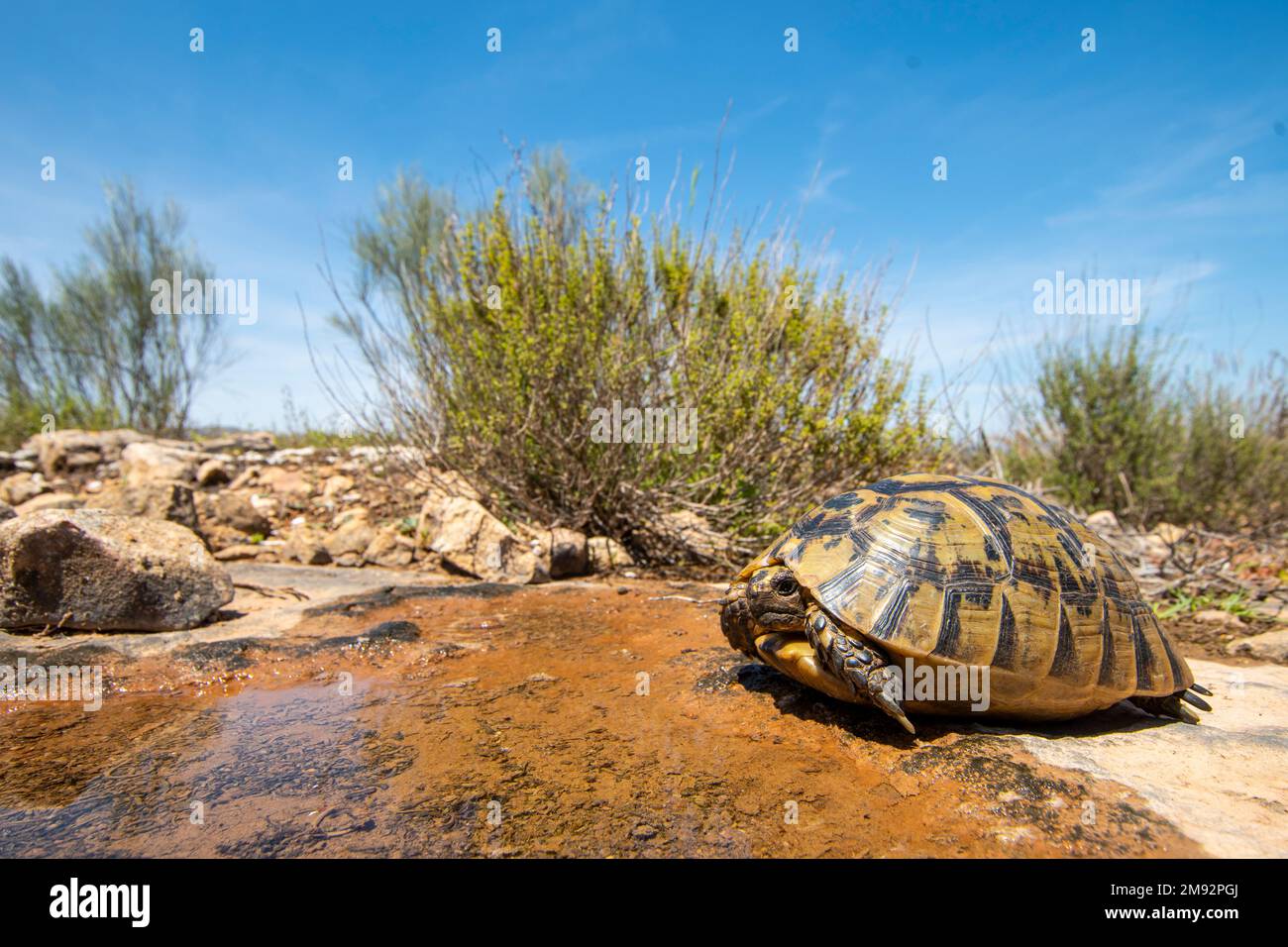 Moorish tortoise hi-res stock photography and images - Alamy