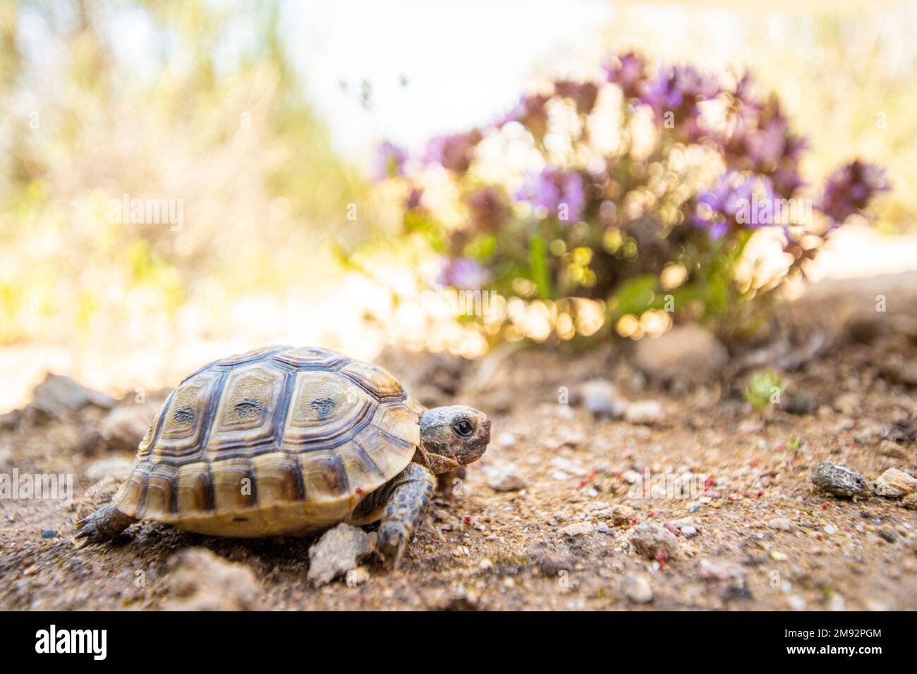 Small Moorish tortoise crawling on rough rocky ground near grassy field ...