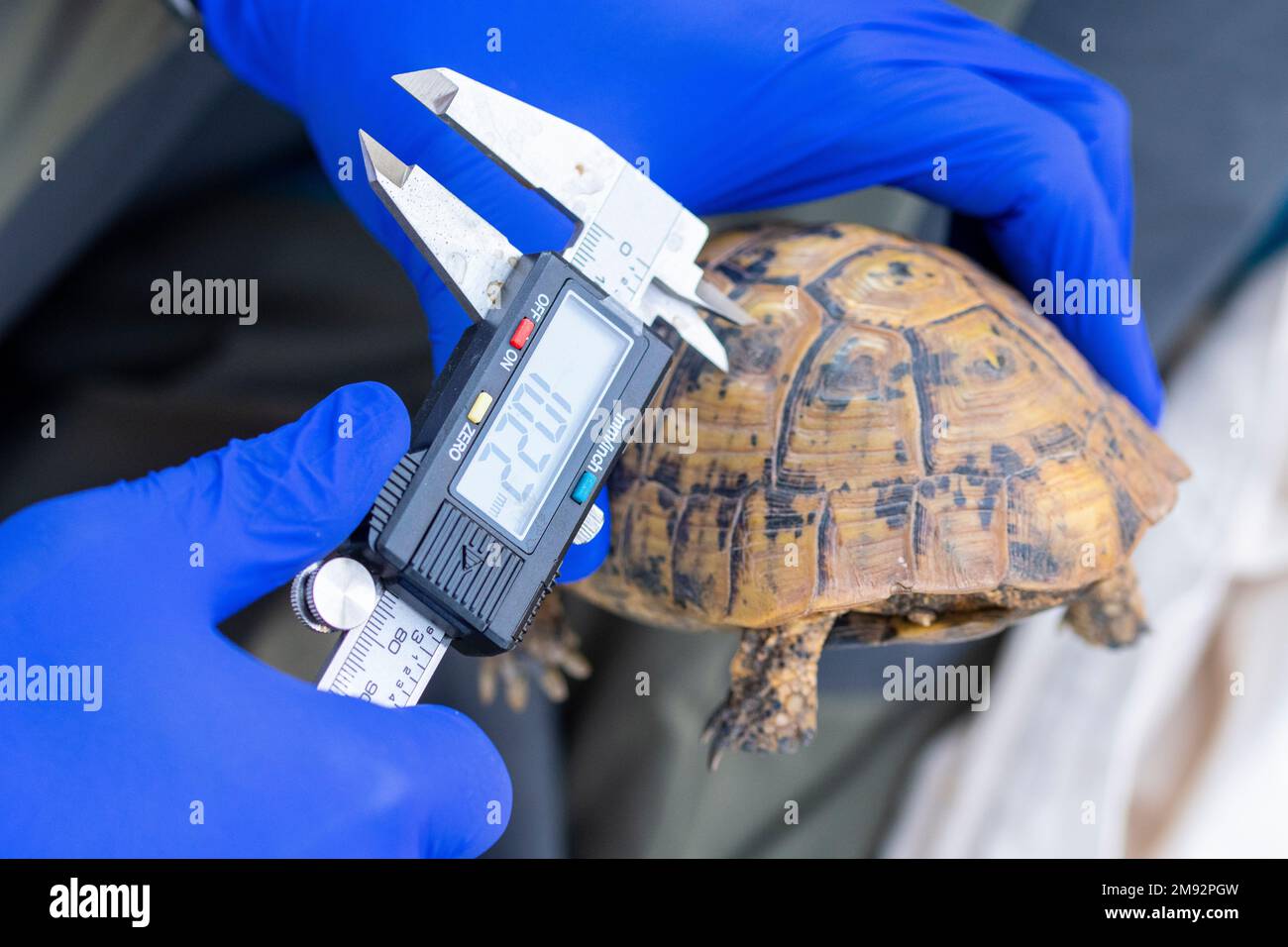 Crop anonymous veterinarian in blue gloves with electronic digital ...