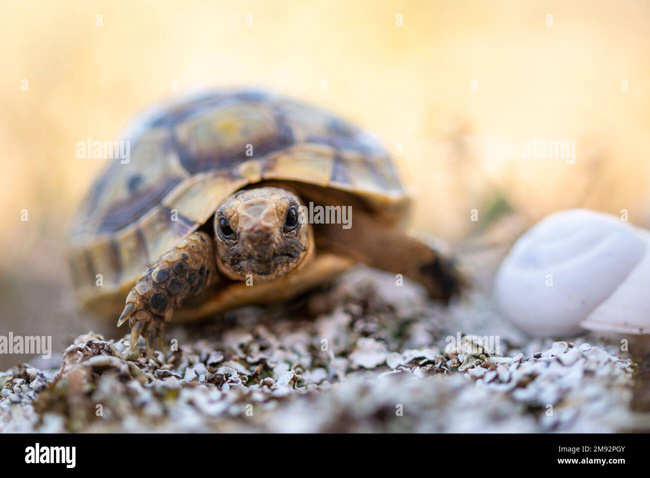 Moorish tortoise hi-res stock photography and images - Alamy